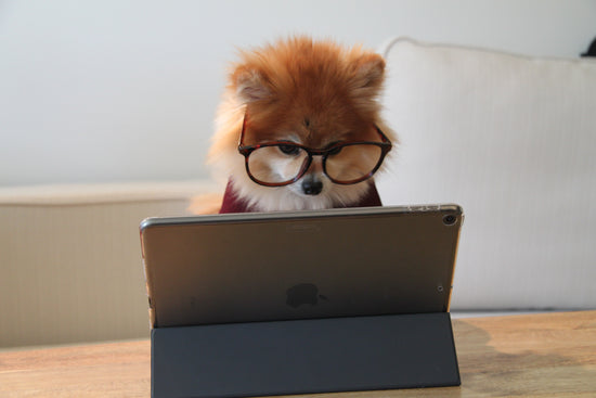 Contact Us - Small Dog Electronics | Burlington, VT